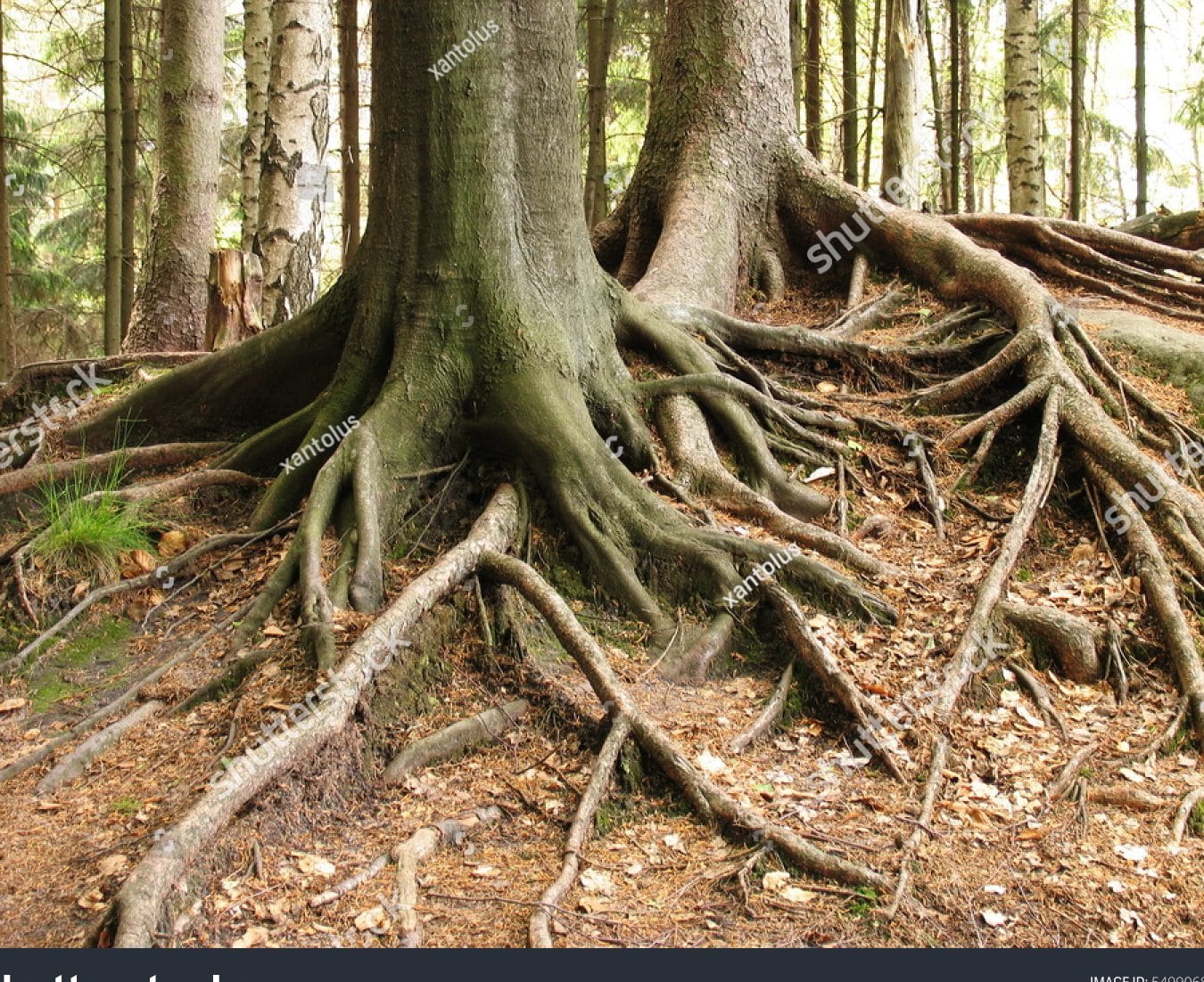 Permaculture Solutions for Soil Regeneration and Erosion Control