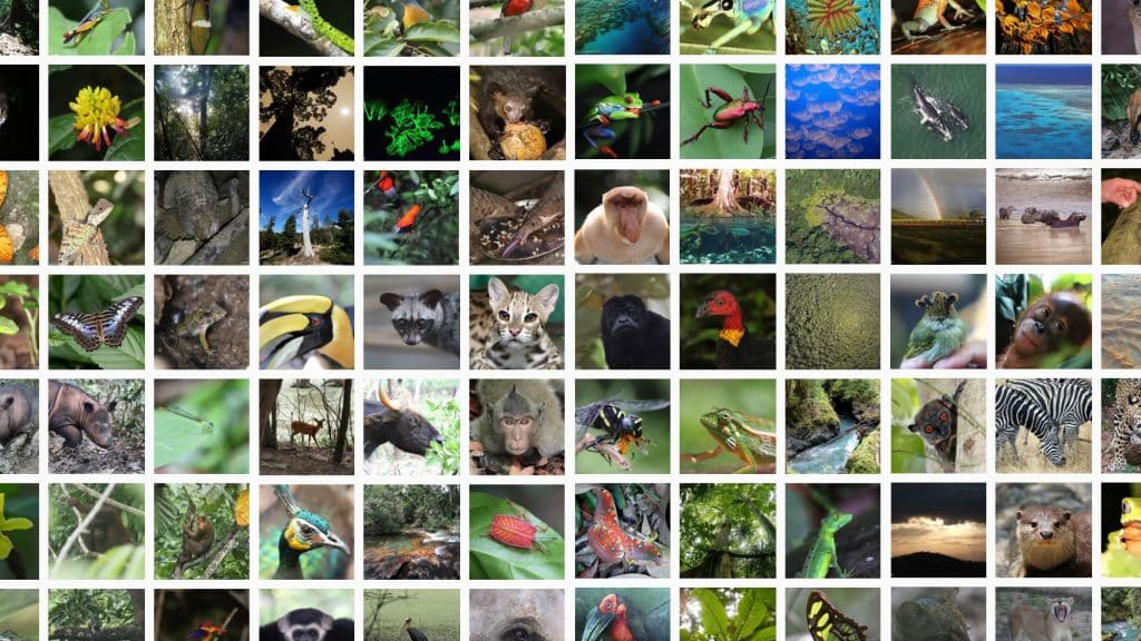 Native Plants and Animals: A Key to Sustainable Landscaping