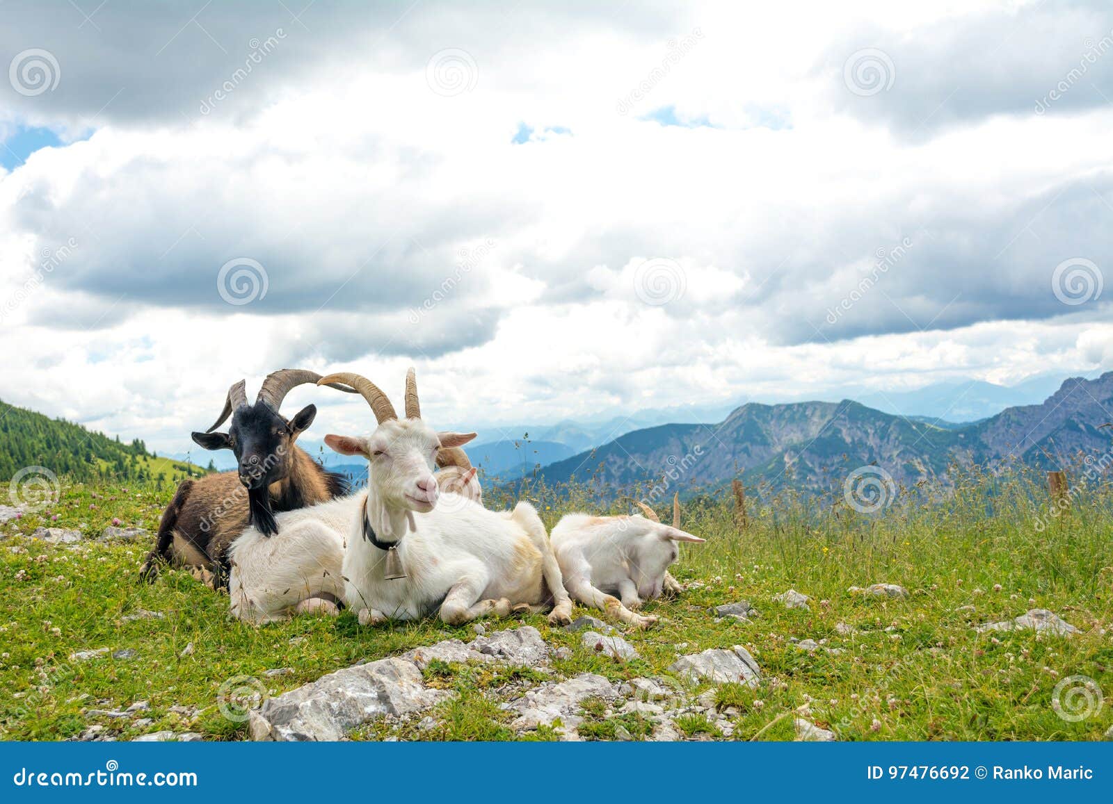 Permacultura: Sostenibilidad con cabras en el monte